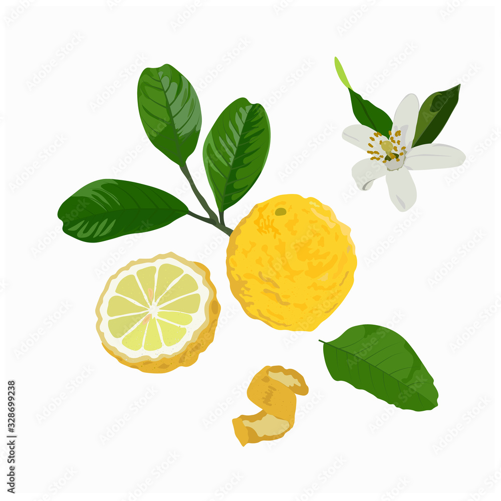 Vector stock illustration of a citron. Yellow sour citron fruit ripe ...