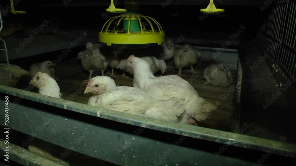 Egg factory plant agriculture poultry chicken farm. Chicken (25 days ...