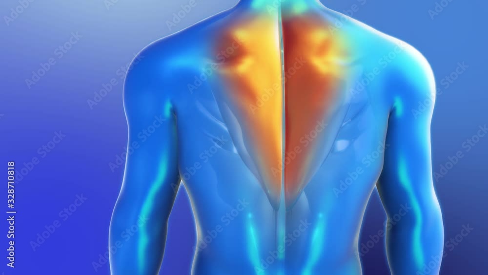 Video „3D Anatomy of Human Muscles. Blue Style Human Pectoral Muscles ...