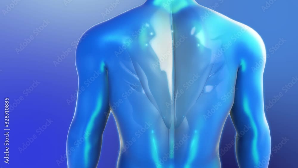 3D Anatomy of Human Muscles. Blue Style Human Abdominal Muscles Loop ...