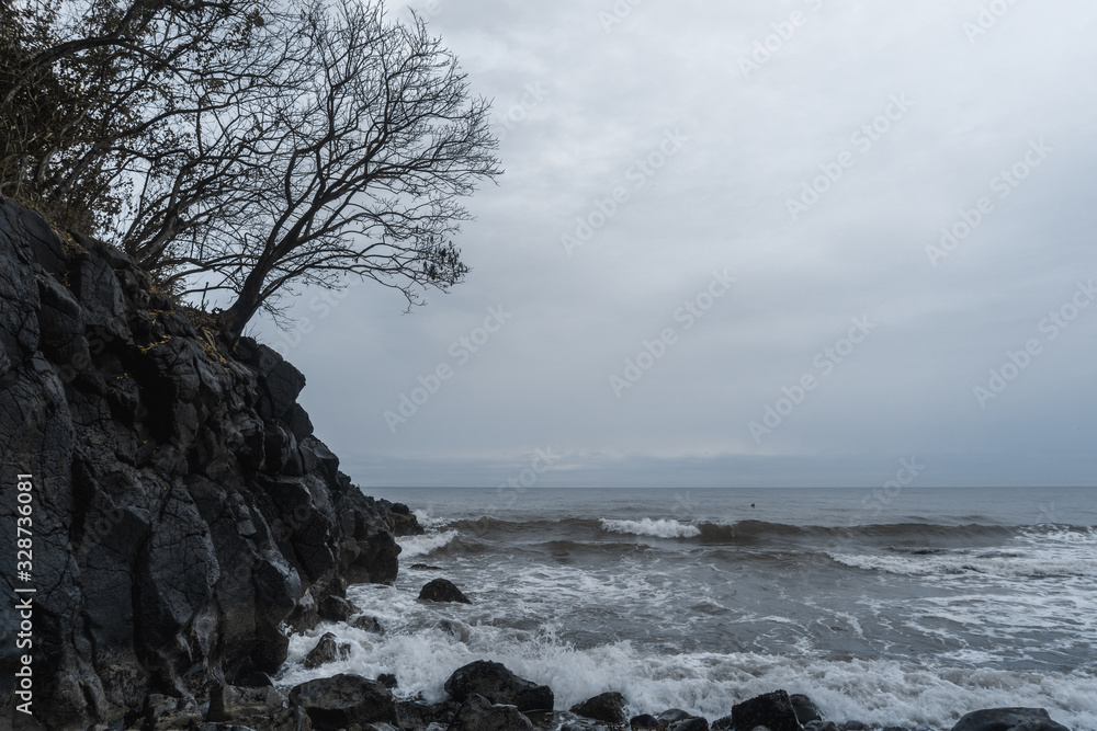 Melancholy Beach Scene, Cloudy sky and Dry Trees Stock Photo | Adobe Stock