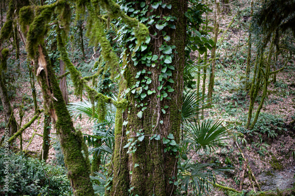Relic forest consisting of yew and boxwood. Trees in the reserve. Moss ...