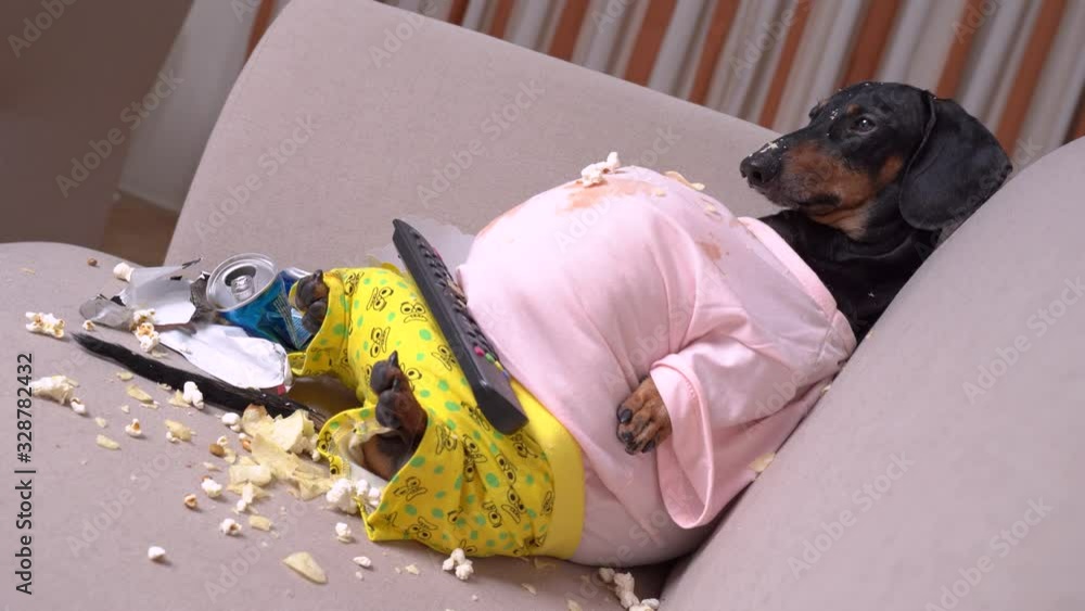Fat dachshund dog in dirty t-shirt and shorts is sitting on the couch ...