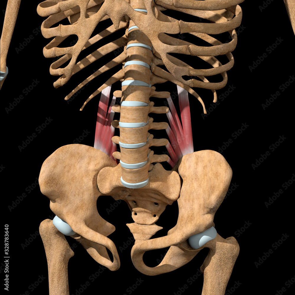 3d Illustration of the Quadratus Lumborum Muscles on Skeleton Stock ...