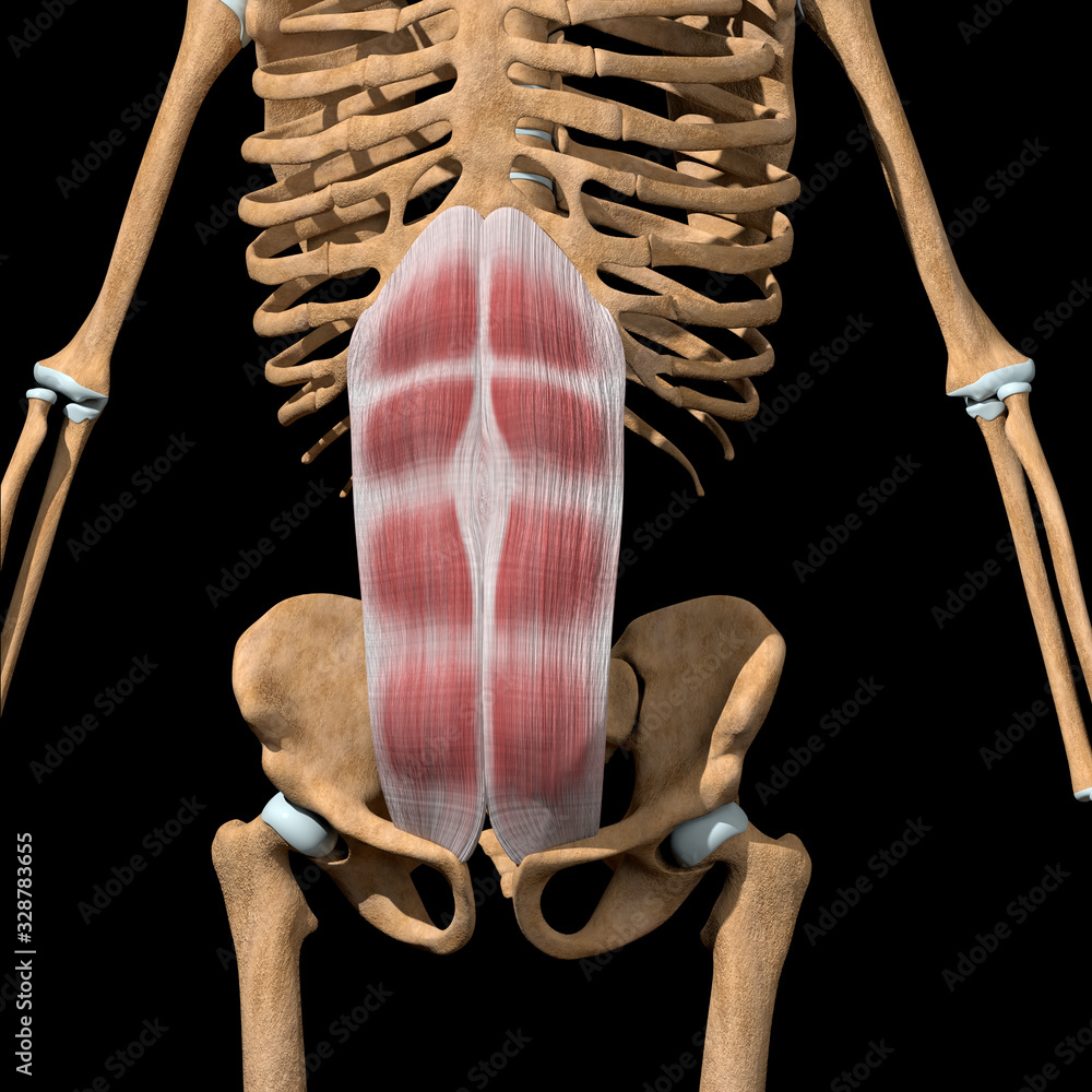 3d Illustration of the Rectus Abdominis Muscles on Skeleton Stock ...