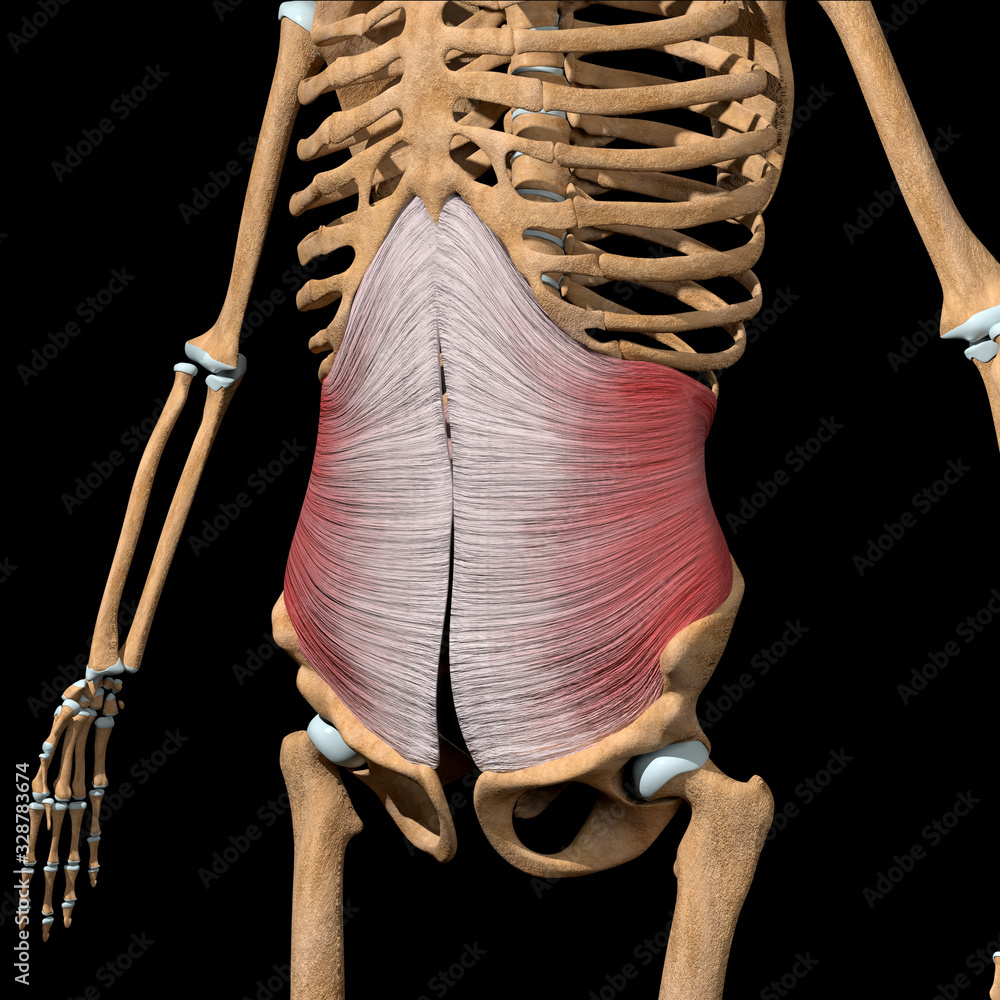 3d Illustration of the Transverse Abdominal Muscles on Skeleton Stock ...