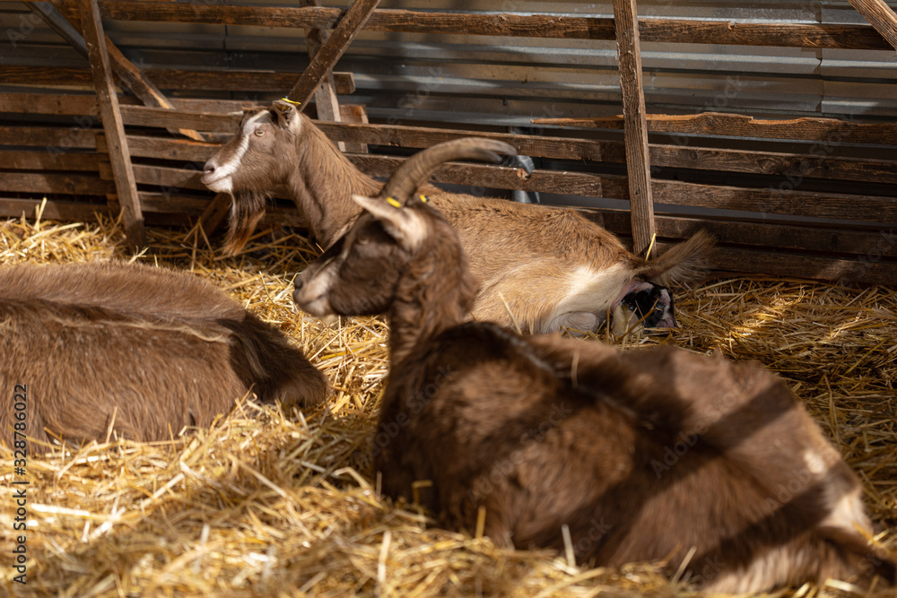 Ziege bei der Geburt Stock Photo | Adobe Stock