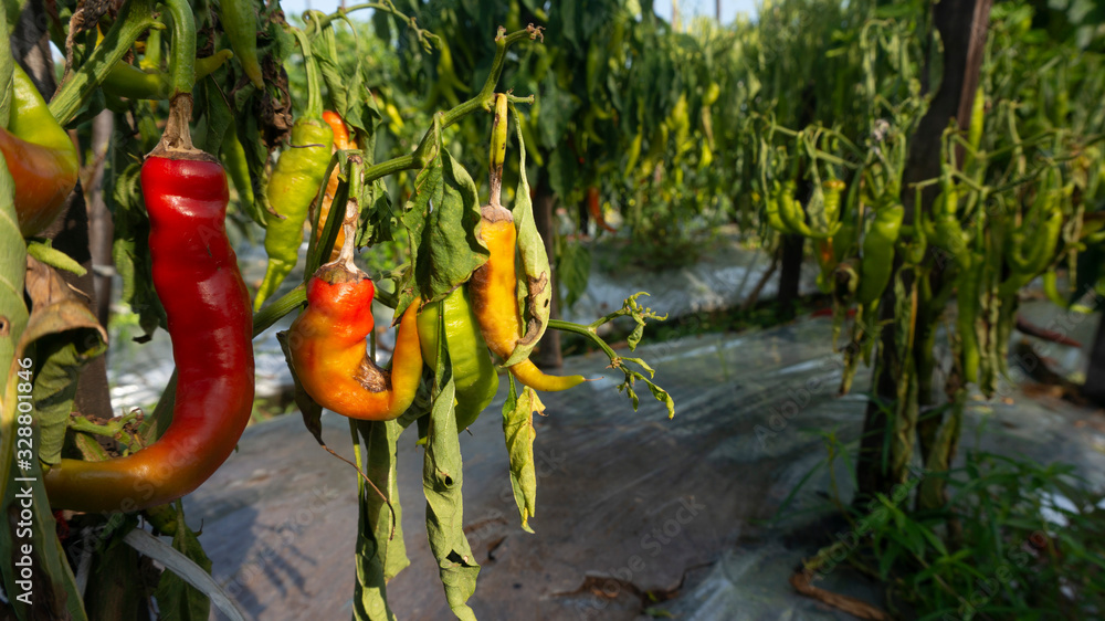 The chilli rot and fall because of pests. Spraying treatment must be ...