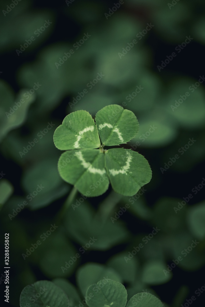 Four Leaf Clover Iphone Wallpaper