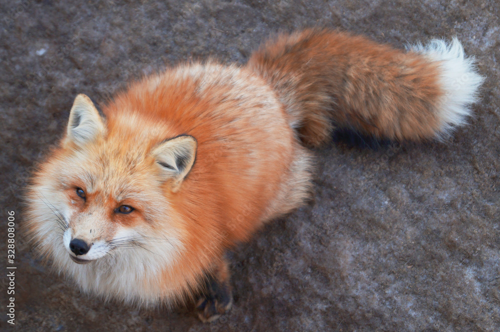 Japanese Red Fox