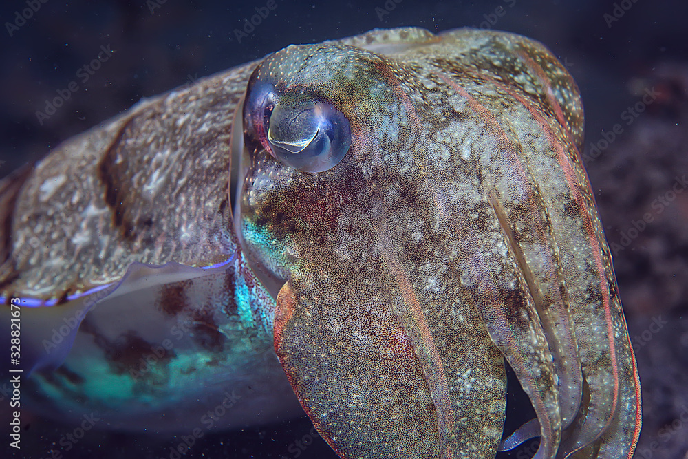 cuttlefish underwater / underwater world, marine life wildlife animal ...