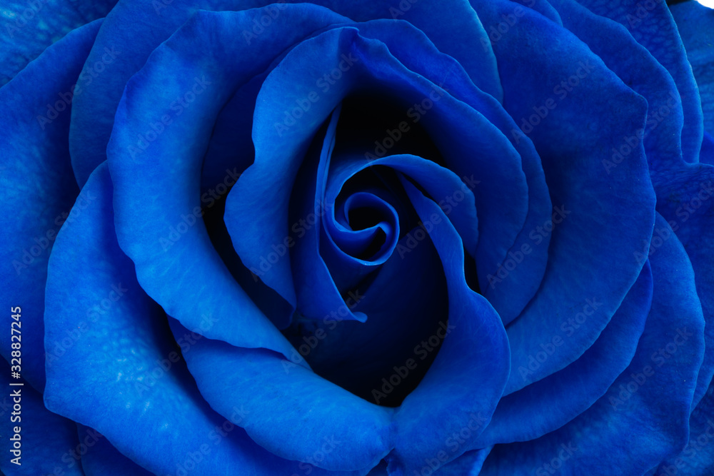 blue rose isolated Stock Photo | Adobe Stock