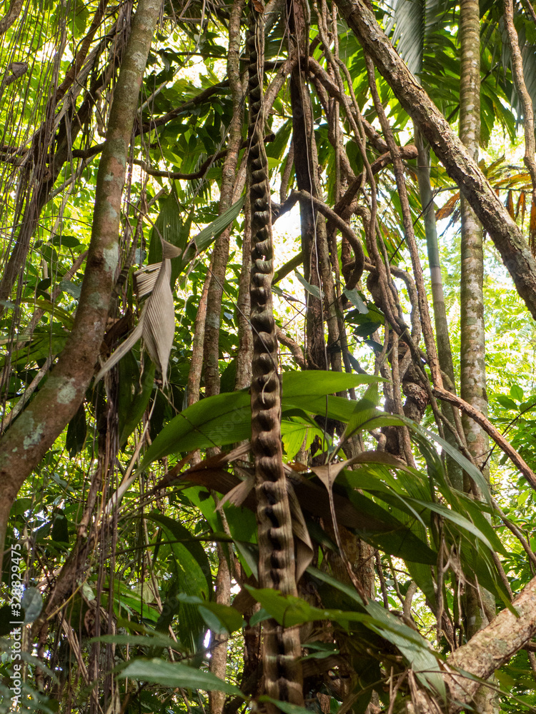 Wanderung durch das Tirimbina Regenwald Reservat bei Puerto Viejo in ...
