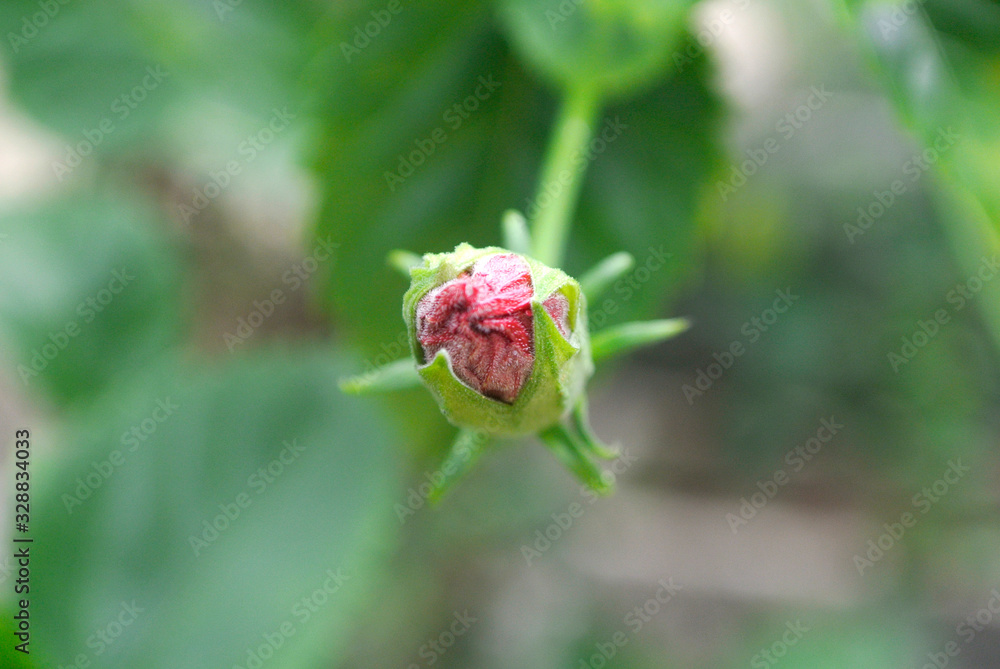 Hibiscus rosa-sinensis or is a genus of flowering plants in the mallow ...
