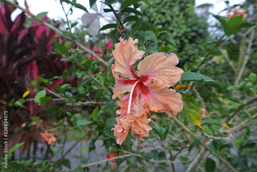 Hibiscus rosa-sinensis or is a genus of flowering plants in the mallow ...