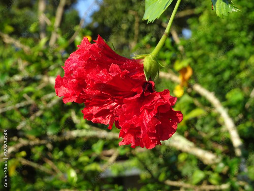 Hibiscus rosa-sinensis or is a genus of flowering plants in the mallow ...