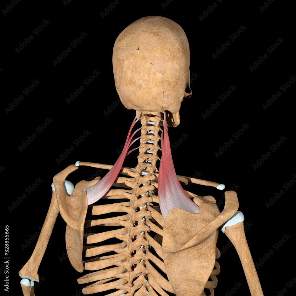3d Illustration of the Levator Scapulae Muscles on Skeleton Stock ...