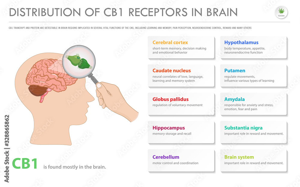Distribution of CB1 Receptors in Brain horizontal business infographic ...