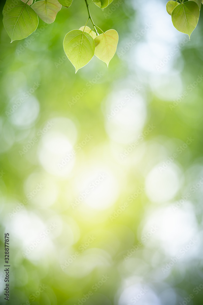 Nature of green leaf in garden at summer. Natural green leaves plants ...