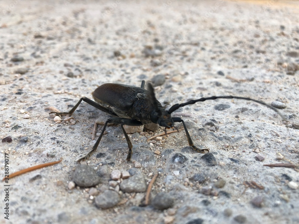 Insectos de la sierra de guara foto de Stock | Adobe Stock