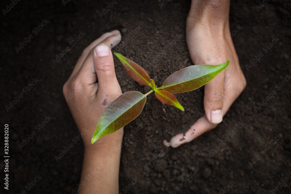 Hands protect trees, plant trees, plant trees to reduce global warming ...