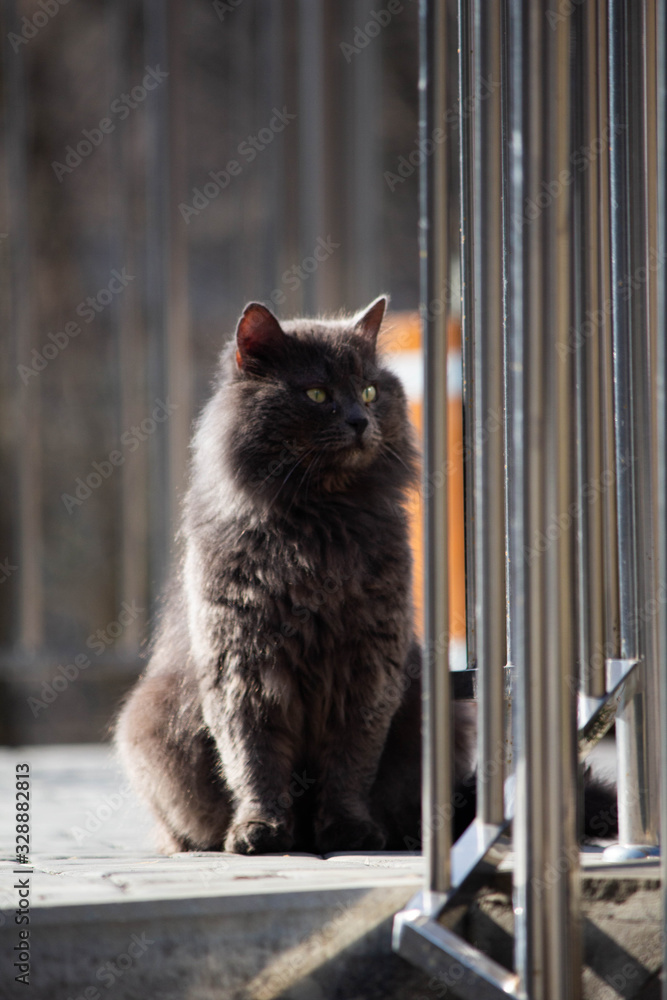 Cat sit in the street, animal wait something Stock Photo | Adobe Stock