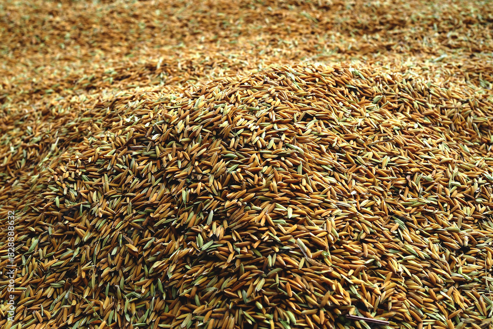 Paddy rice of famer inThailand, background paddy rice. Stock Photo ...