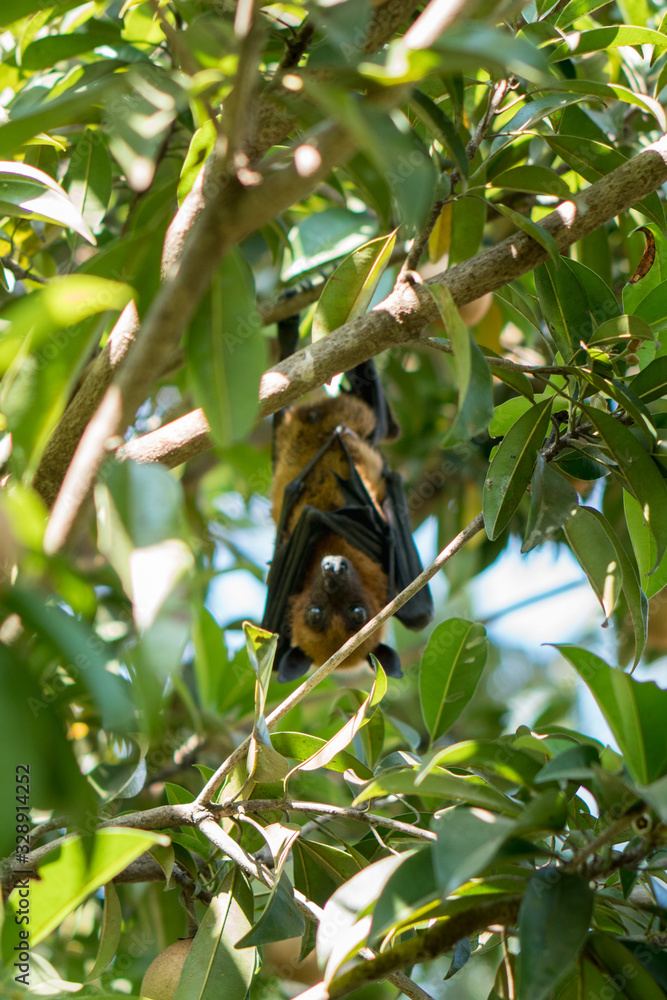 Fruit bat hanging on the tree. Lyle's flying fox Stock Photo | Adobe Stock