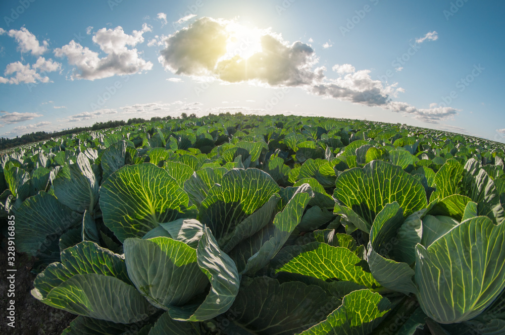 large green field of fresh white cabbage. distortion perspective ...