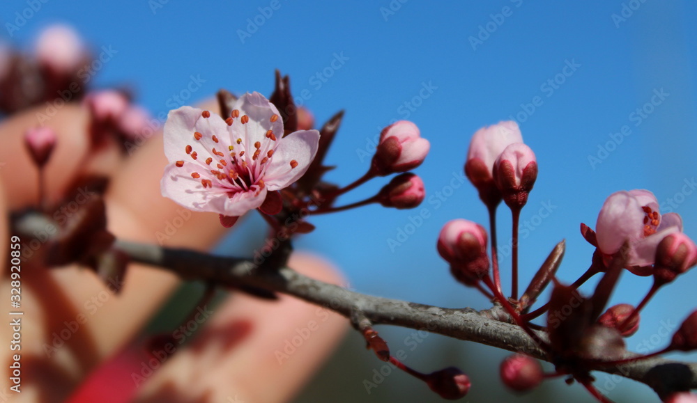Fiori di pesco in Primavera Stock Photo | Adobe Stock