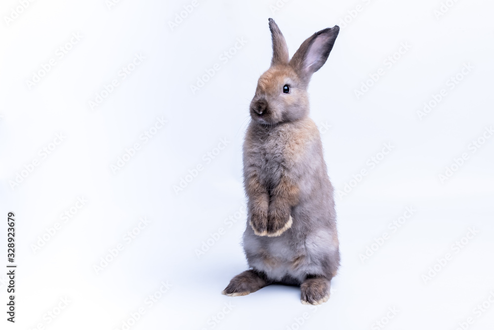 Gray brown fur rabbit Standing with 2 hind legs, On white background ...