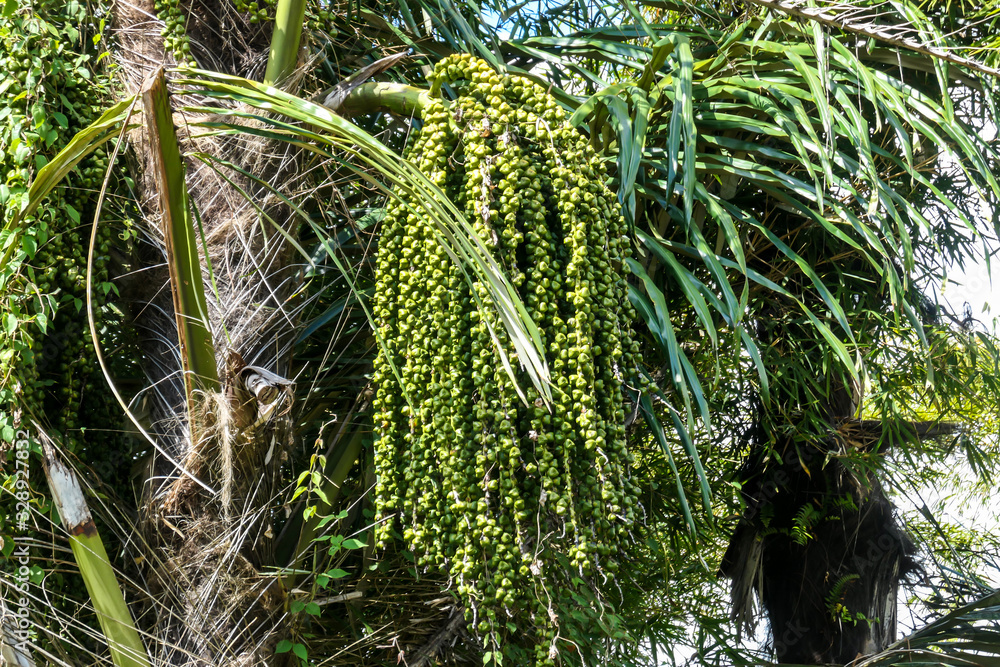 Close up on a tree with small green fruits, attached to strings. There ...