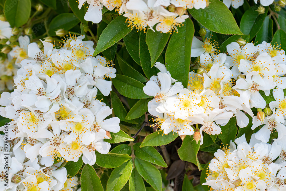 Wild Multiflora Rose bush, also known as Seven-Sisters, Baby, Japanese ...