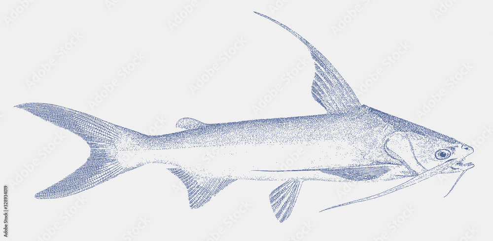 Gafftopsail catfish, bagre marinus, a fish from the waters of the ...