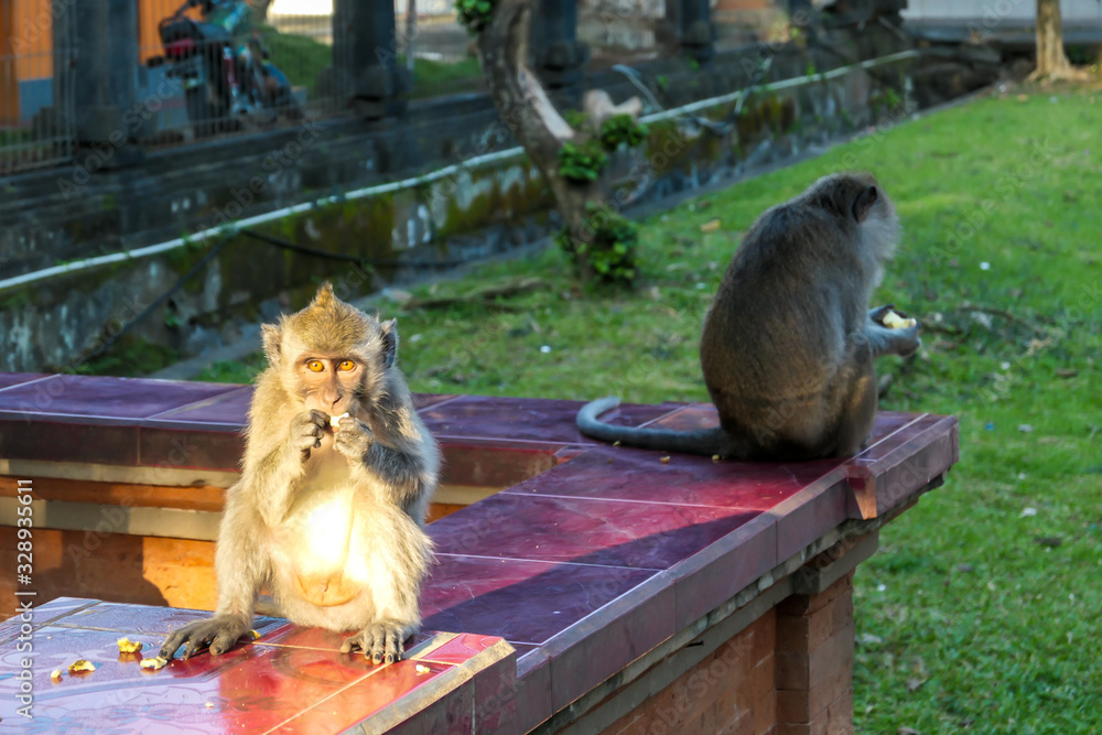 Two cheeky monkeys sitting on a small wall and eating fruits, plundered ...