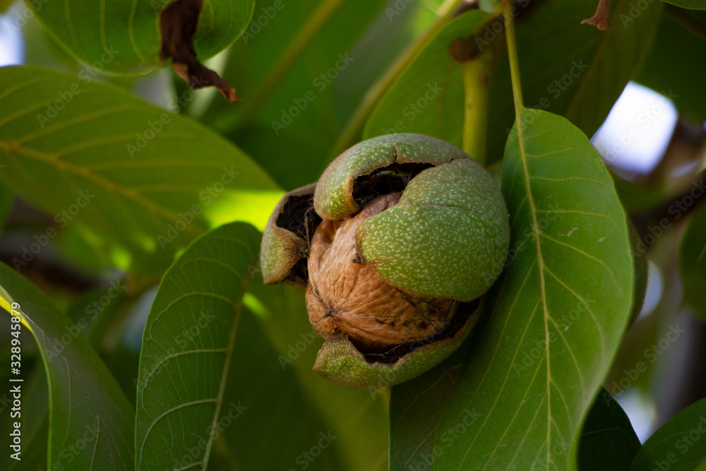 Fruto de nogal Stock Photo | Adobe Stock