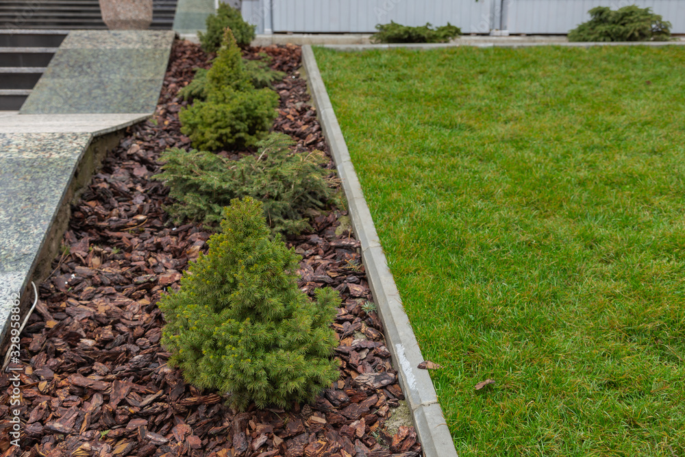 Canadian spruce conic, beautiful green tree close-up. Use of Canadian ...