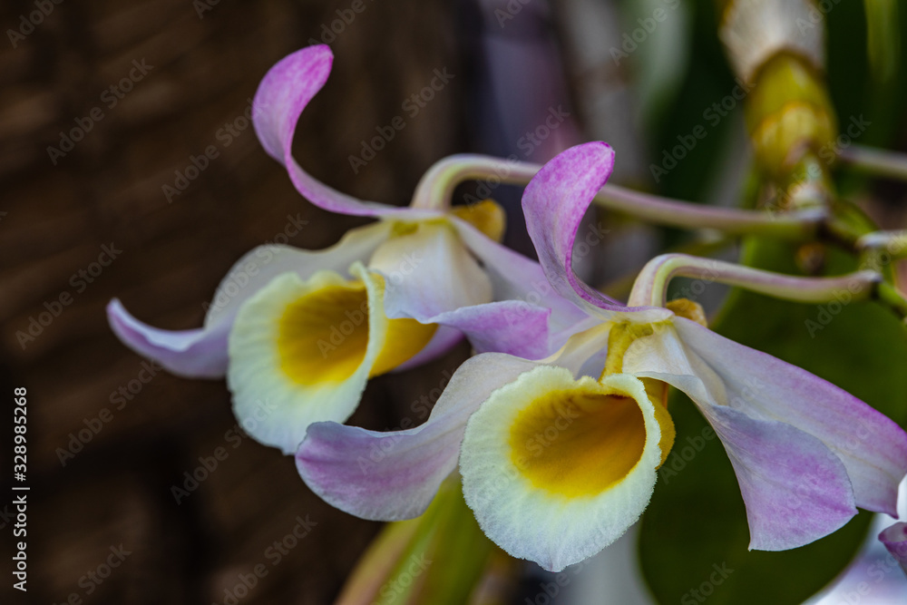 Dendrobium nobile Lindl., Beautiful rare wild orchids in tropical ...