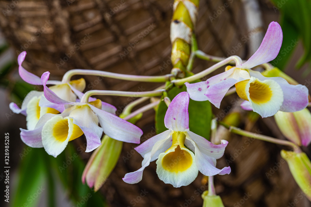 Dendrobium nobile Lindl., Beautiful rare wild orchids in tropical ...