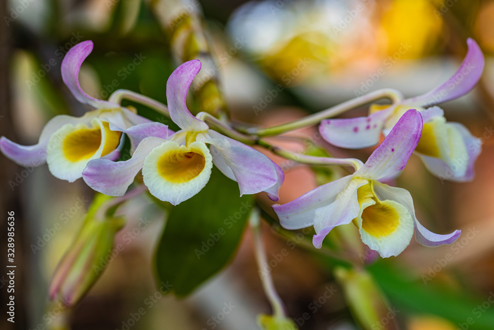 Dendrobium nobile Lindl., Beautiful rare wild orchids in tropical ...