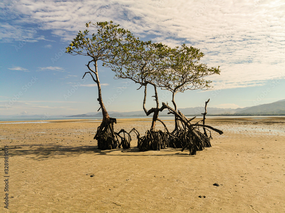 Mangrove trees grow in the middle of the beach. Beautiful view of ...