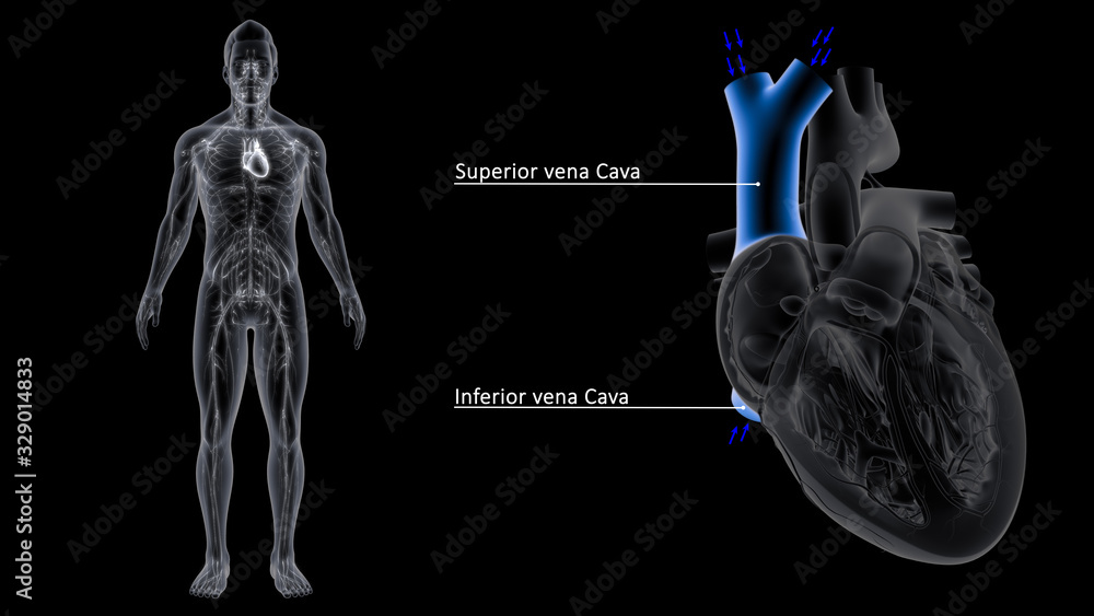 superior vena cava and inferior vena cava Stock Illustration | Adobe Stock