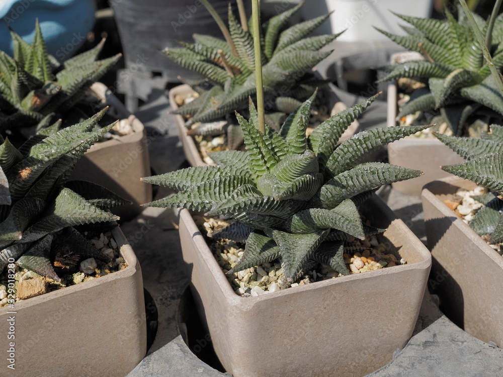 Haworthia scabra plant in flower pot. a species of flowering succulent ...