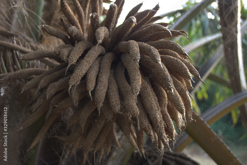 Plantas y arboles de Senegal Stock Photo | Adobe Stock