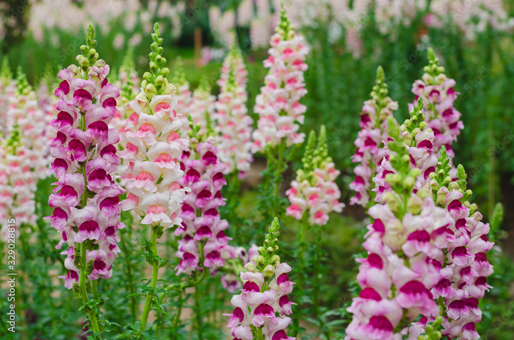 Colorful snapdragon flowers in garden for spring season concept. Stock ...