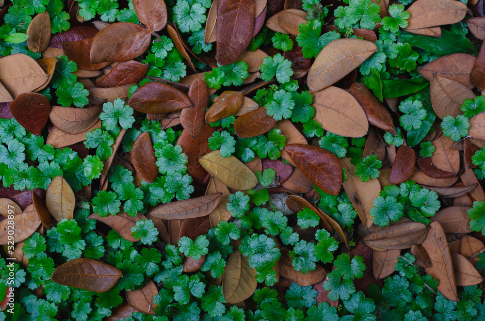 Lawn Marsh Pennywort tree (Hydrocotyle sibthorpioides) with dried ...