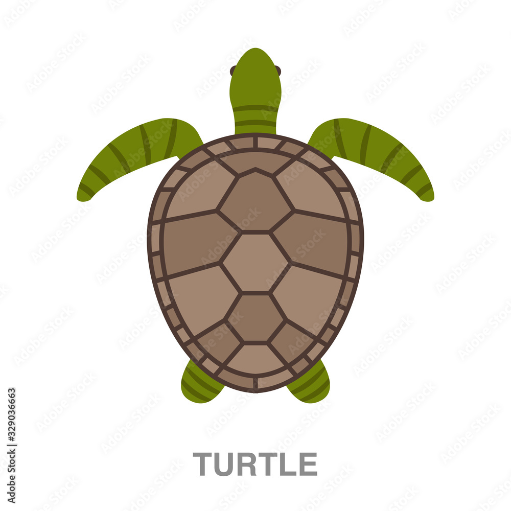 turtle flat icon on white transparent background. You can be used black ...