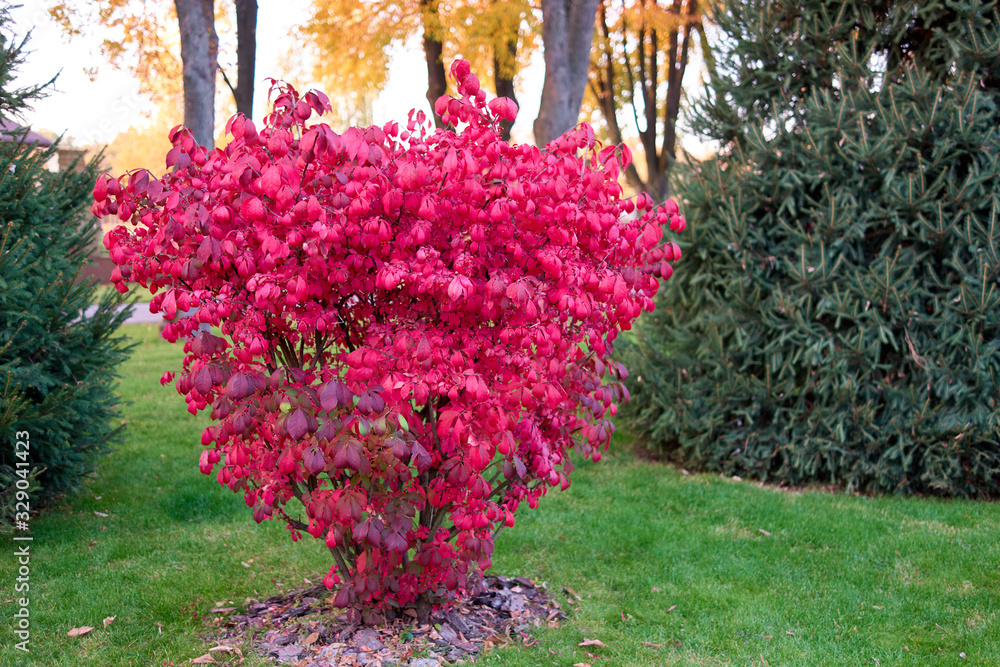 Autumn bush with red leaves. Unique bright tree in a botanical park ...