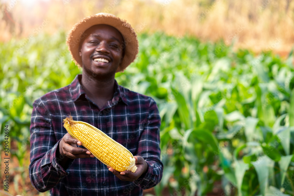 Close up a fresh corn holding by african farmer man in a farm land ...