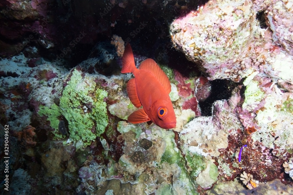 Google eye snapper fish. Big eye red fish around coral reef. Red sea ...